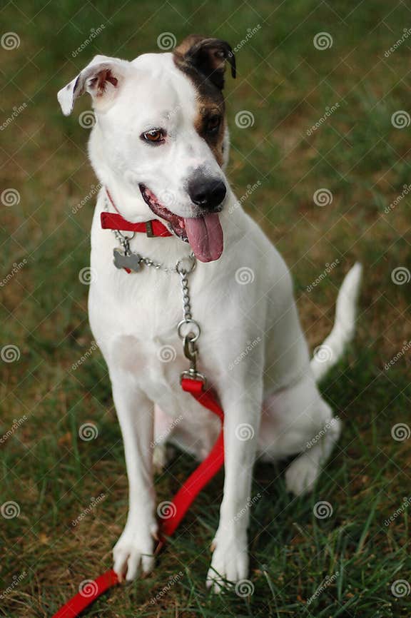 Alert white dog stock image. Image of collar, proud, guard - 210375