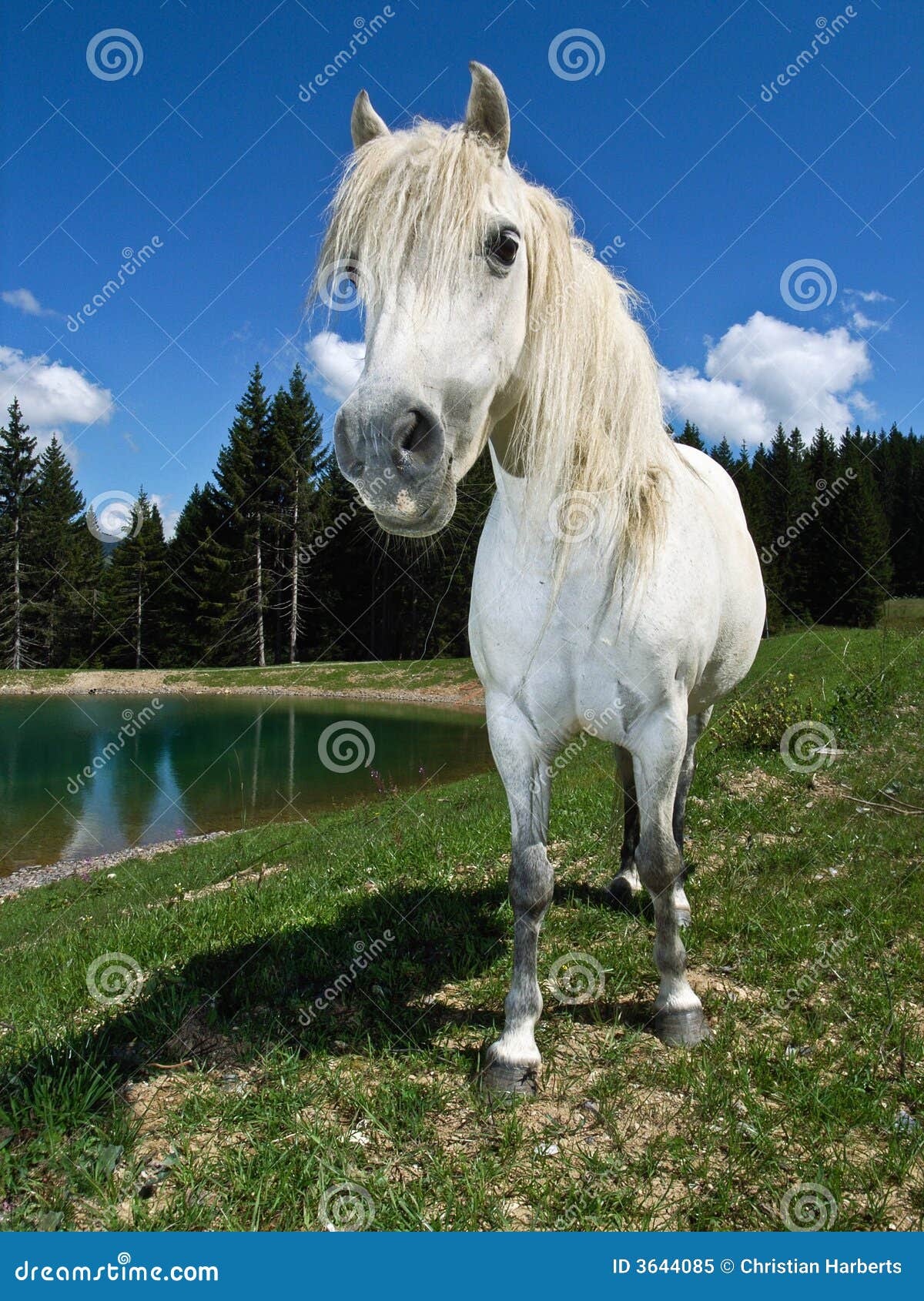 Alert White Pony Picture. Image: 3644085