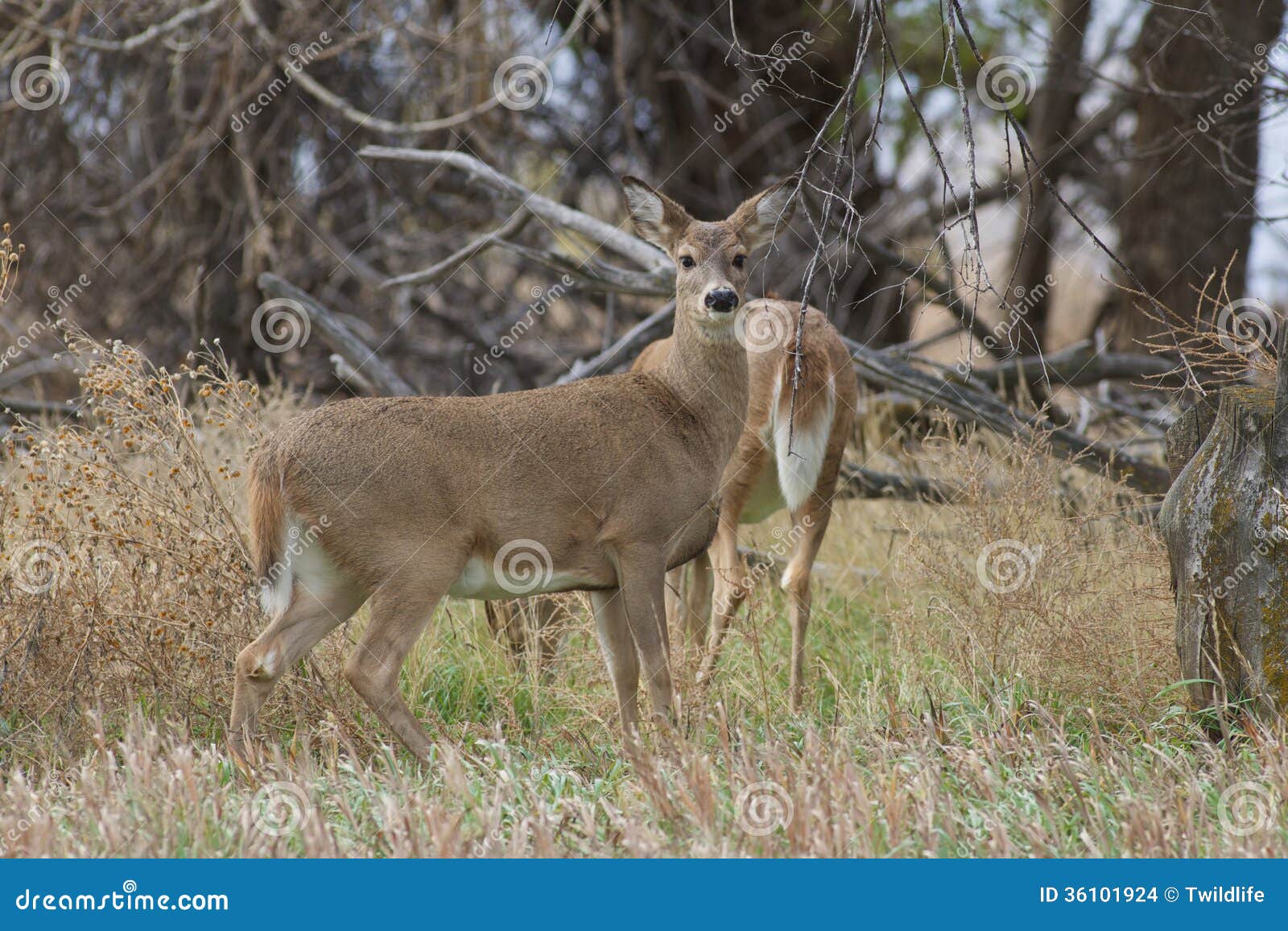 Alert Whitetail Doe stock photo. Image of female, mammal - 36101924