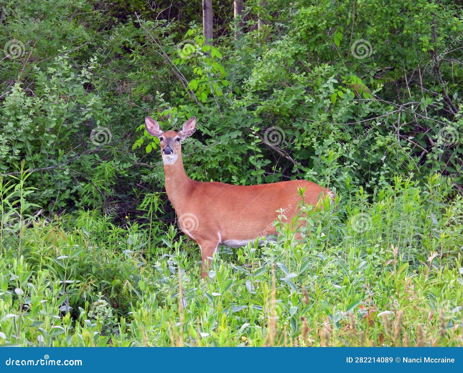Alert Whitetail Deer Doe Sensing Danger Nearby Stock Image - Image of ...