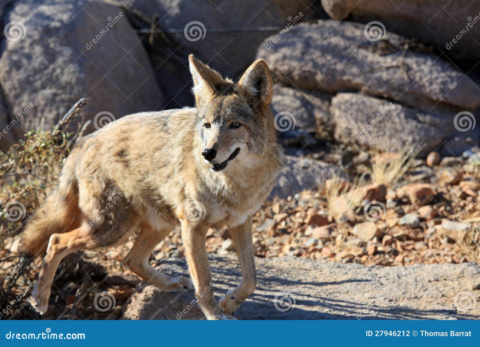 Alert wild coyote stock photo. Image of flight, coat - 27946212