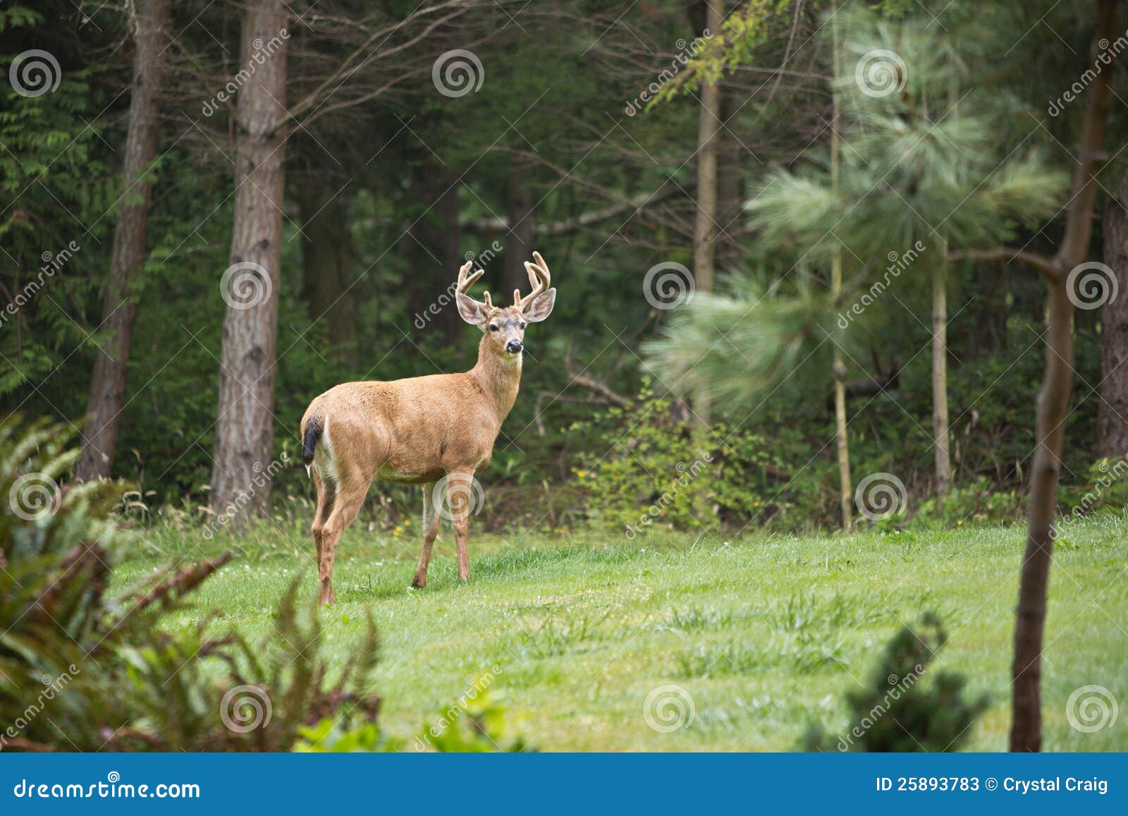 Alert Wild Deer with Antlers at Edge of Forest Stock Image - Image of ...