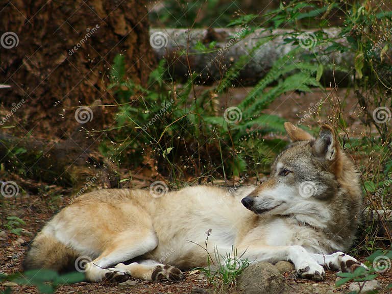 Alert Wolf stock photo. Image of alert, predator, wolf - 16812644