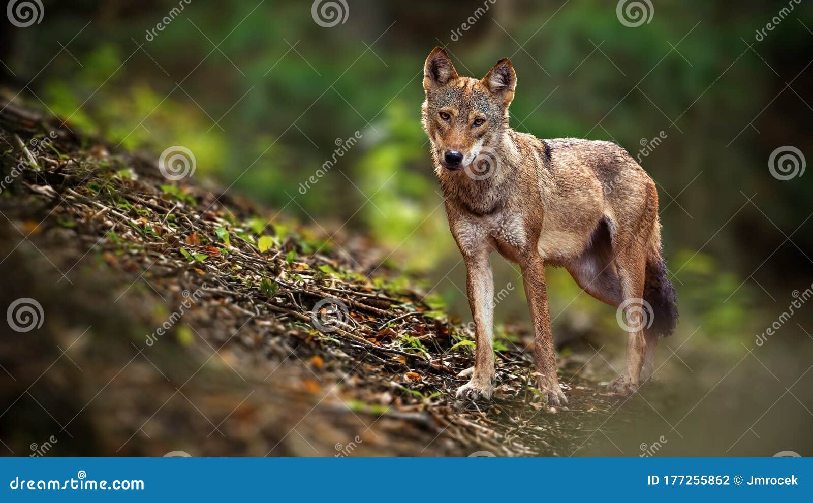 Alert Wolf Facing Camera in Summer Forest from Front View with Copy ...