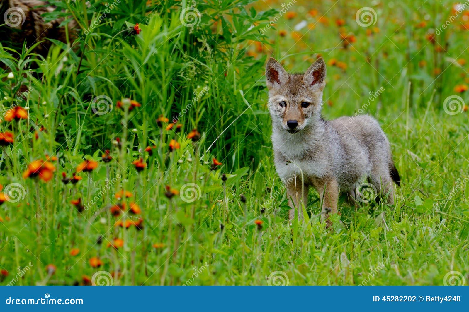 Alert Wolf Pup In A Field Of Orange Wildflowers. Royalty-Free Stock ...