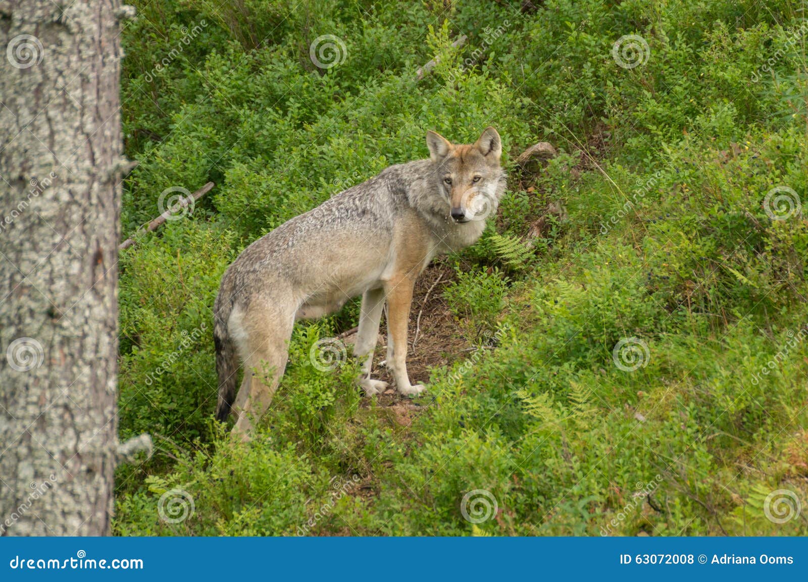 An alert wolf stock photo. Image of sweden, timber, wolf - 63072008