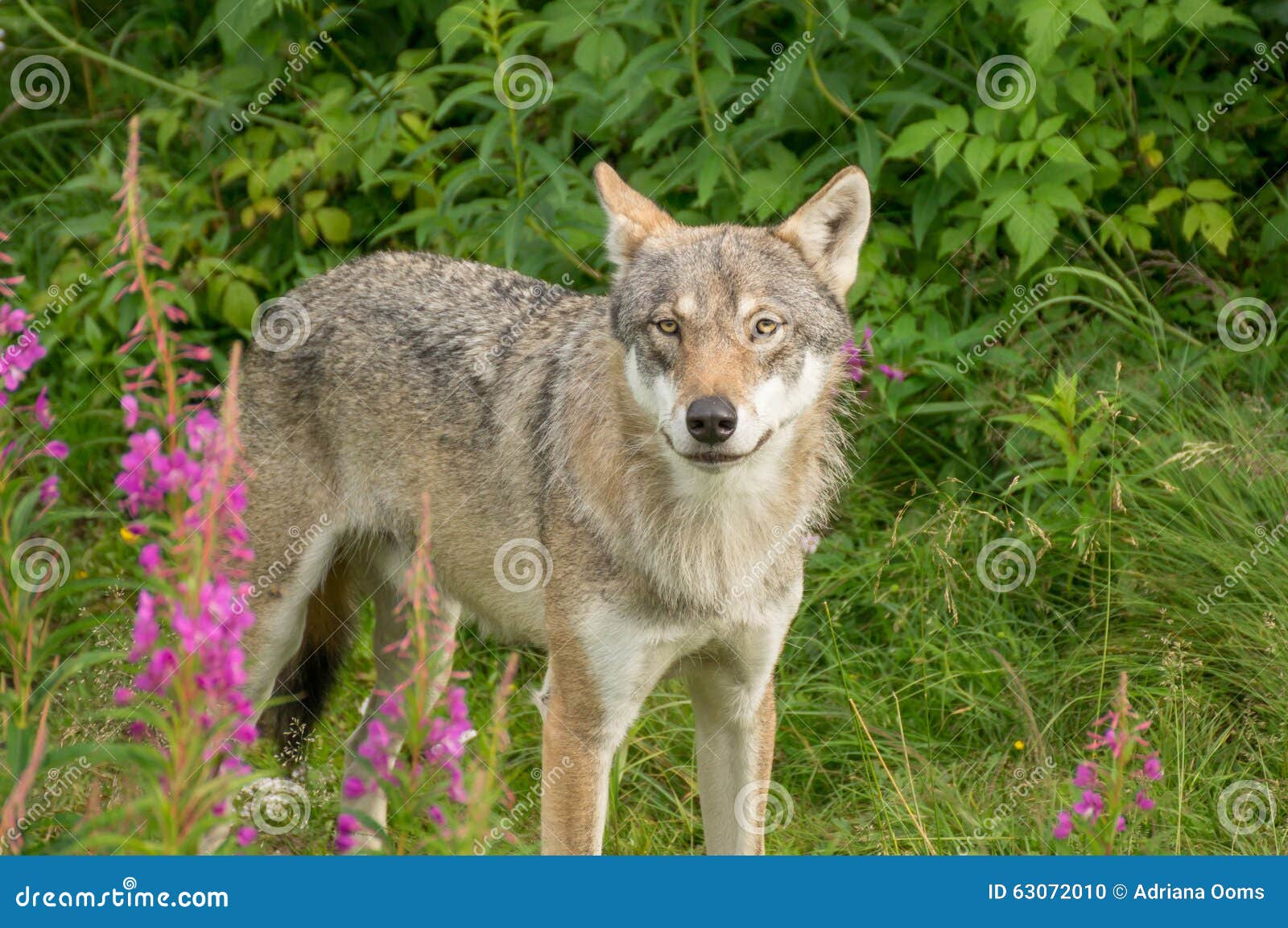 Alert Wolf Pup In A Field Of Orange Wildflowers. Royalty-Free Stock ...