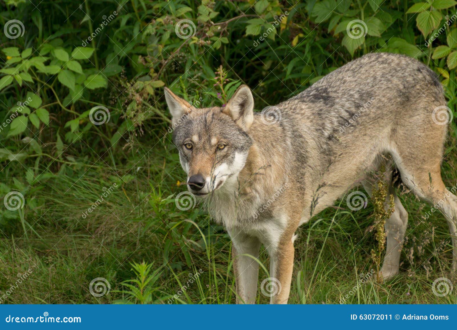 Alert Wolf Pup In A Field Of Orange Wildflowers. Royalty-Free Stock ...