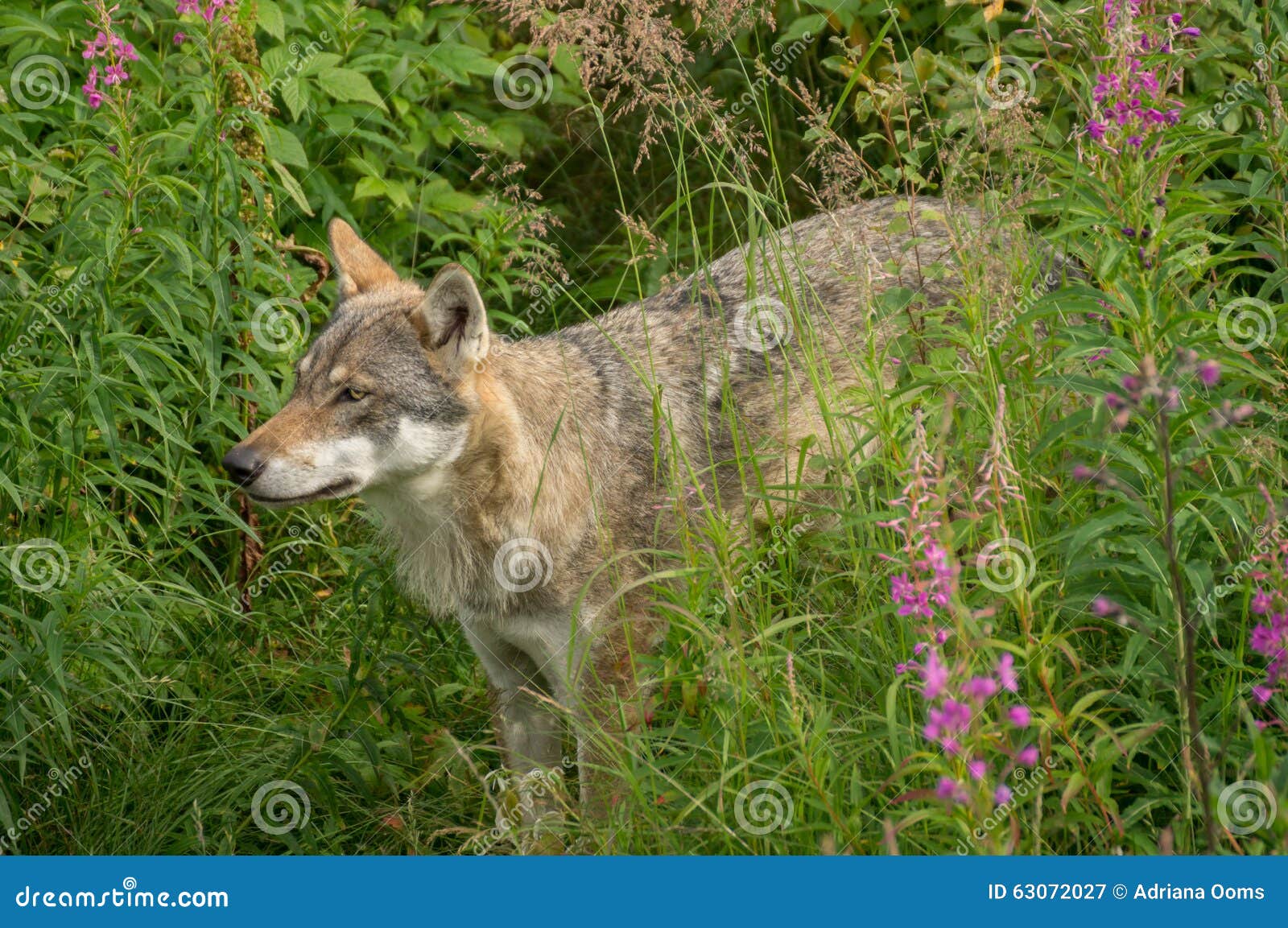 An alert wolf stock image. Image of timber, nature, wild - 63072027