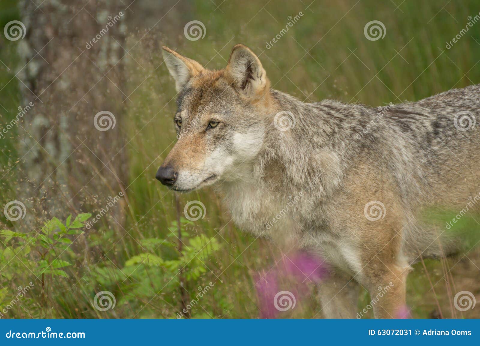 An alert wolf stock image. Image of canis, nature, guarding - 63072031