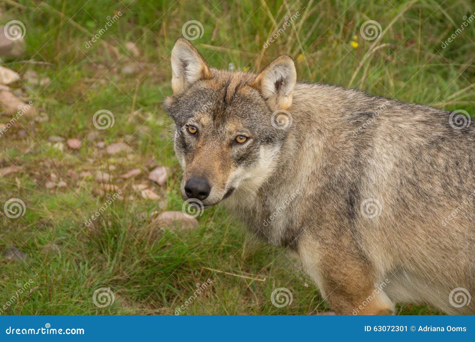 Alert Wolf Pup In A Field Of Orange Wildflowers. Royalty-Free Stock ...