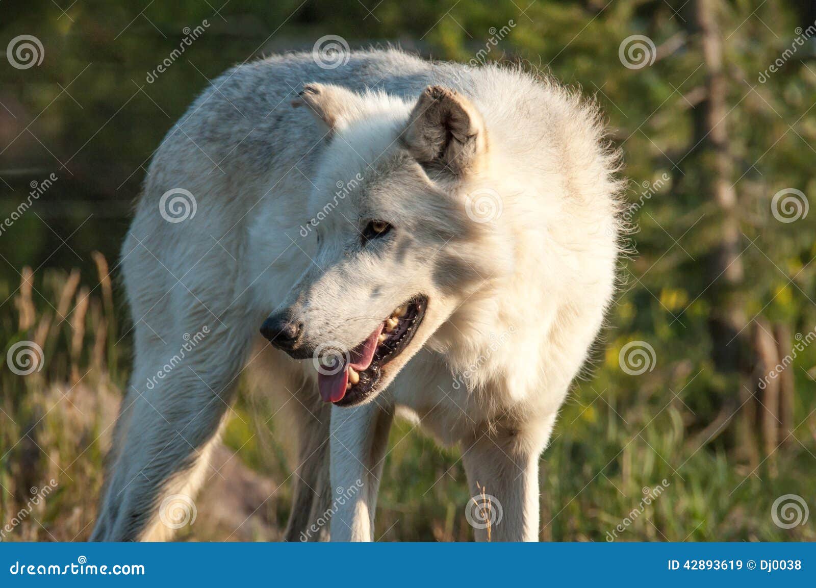 Alert wolf stock image. Image of wild, posing, arctic - 42893619
