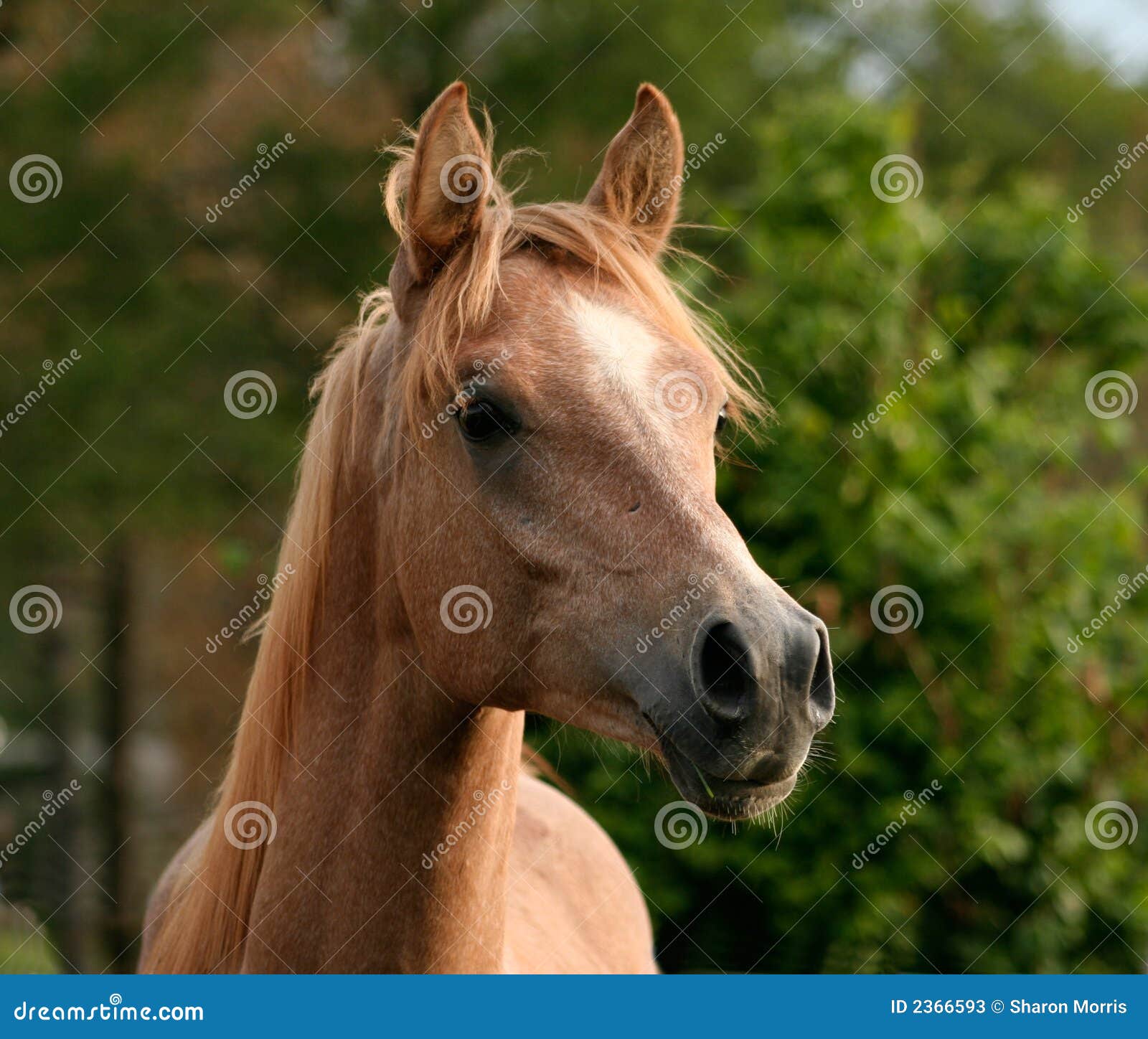 Yearling Arabian Horse