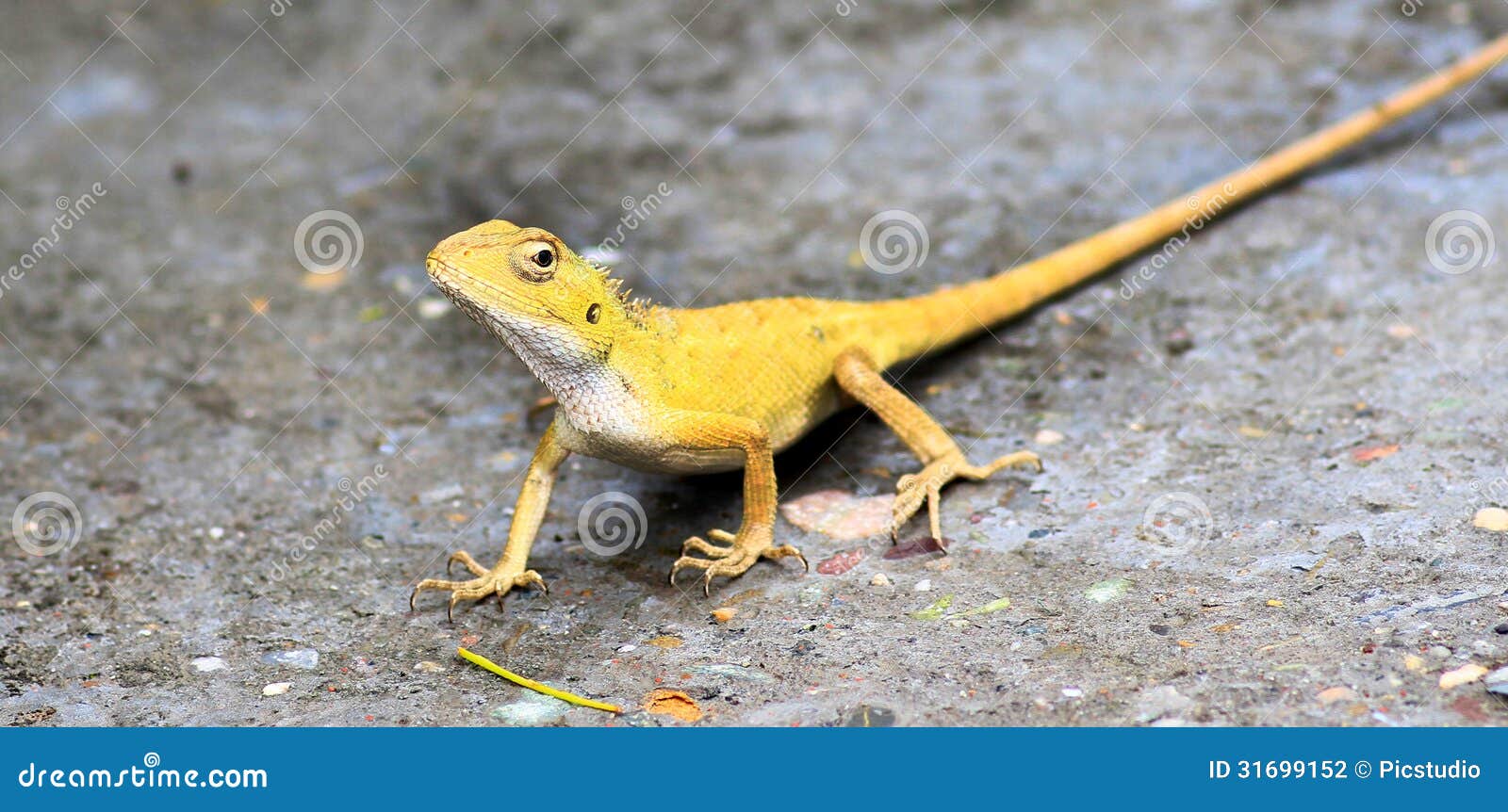 Alert yellow chameleon stock photo. Image of chameleon - 31699152