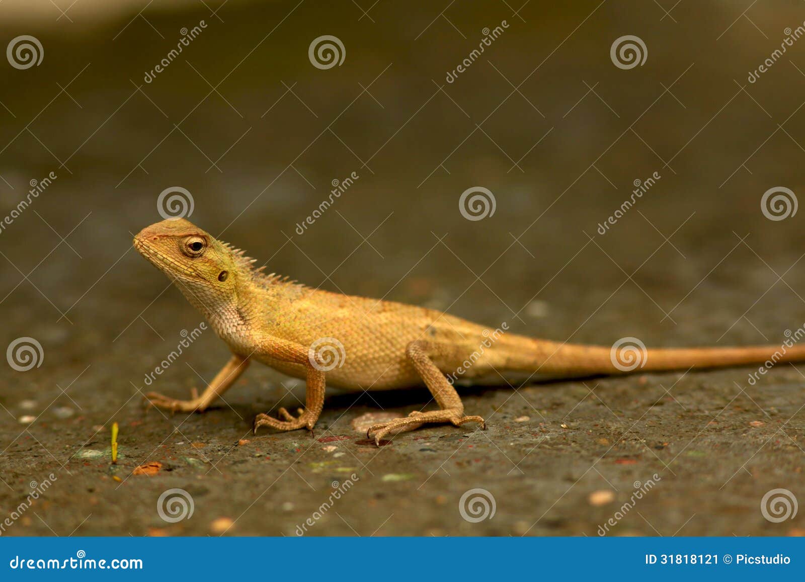 Alert yellow chameleon stock image. Image of alert, colored - 31818121