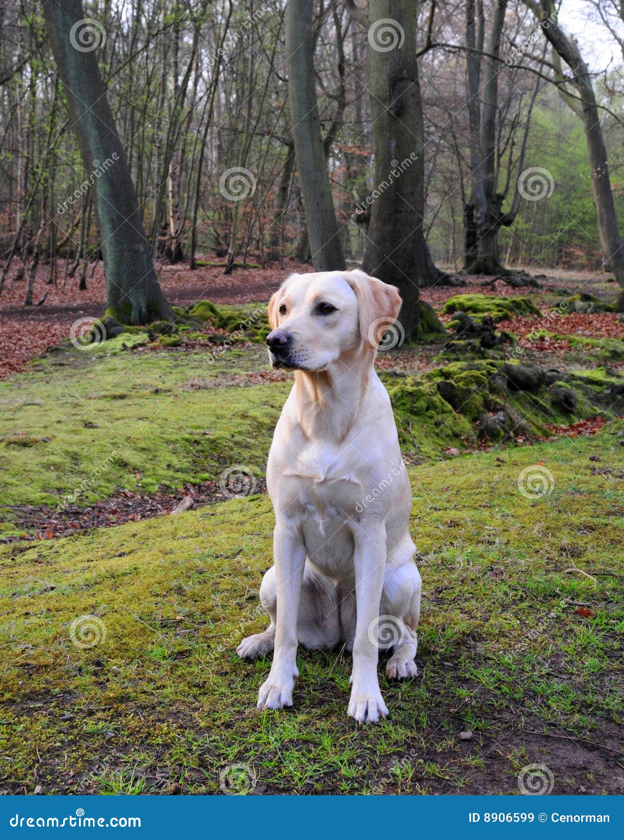 Alert yellow labrador stock image. Image of young, forest - 8906599