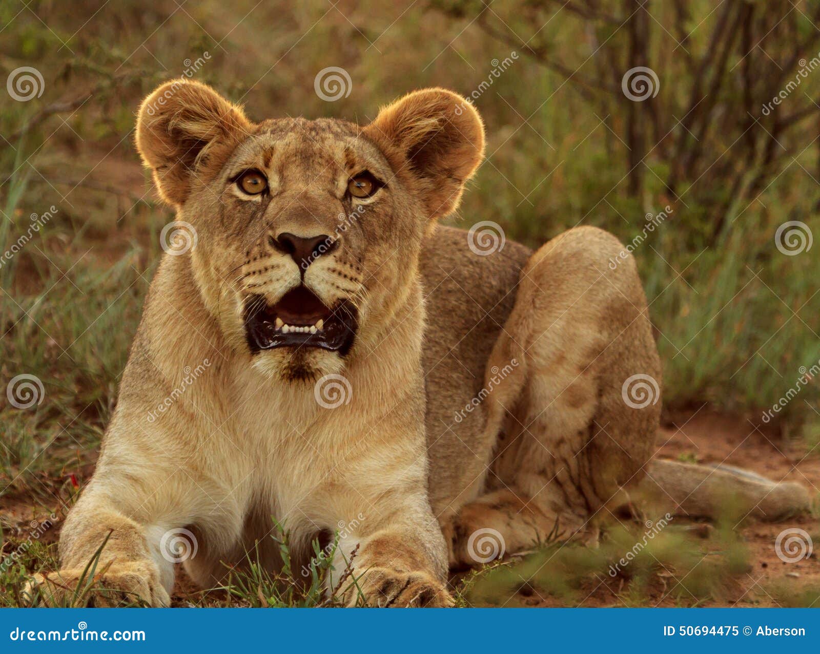 Alert young male lion stock image. Image of alert, mouth - 50694475