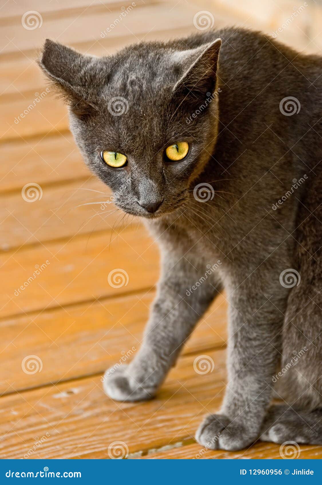 An alerted black cat stock photo. Image of pupils, black - 12960956