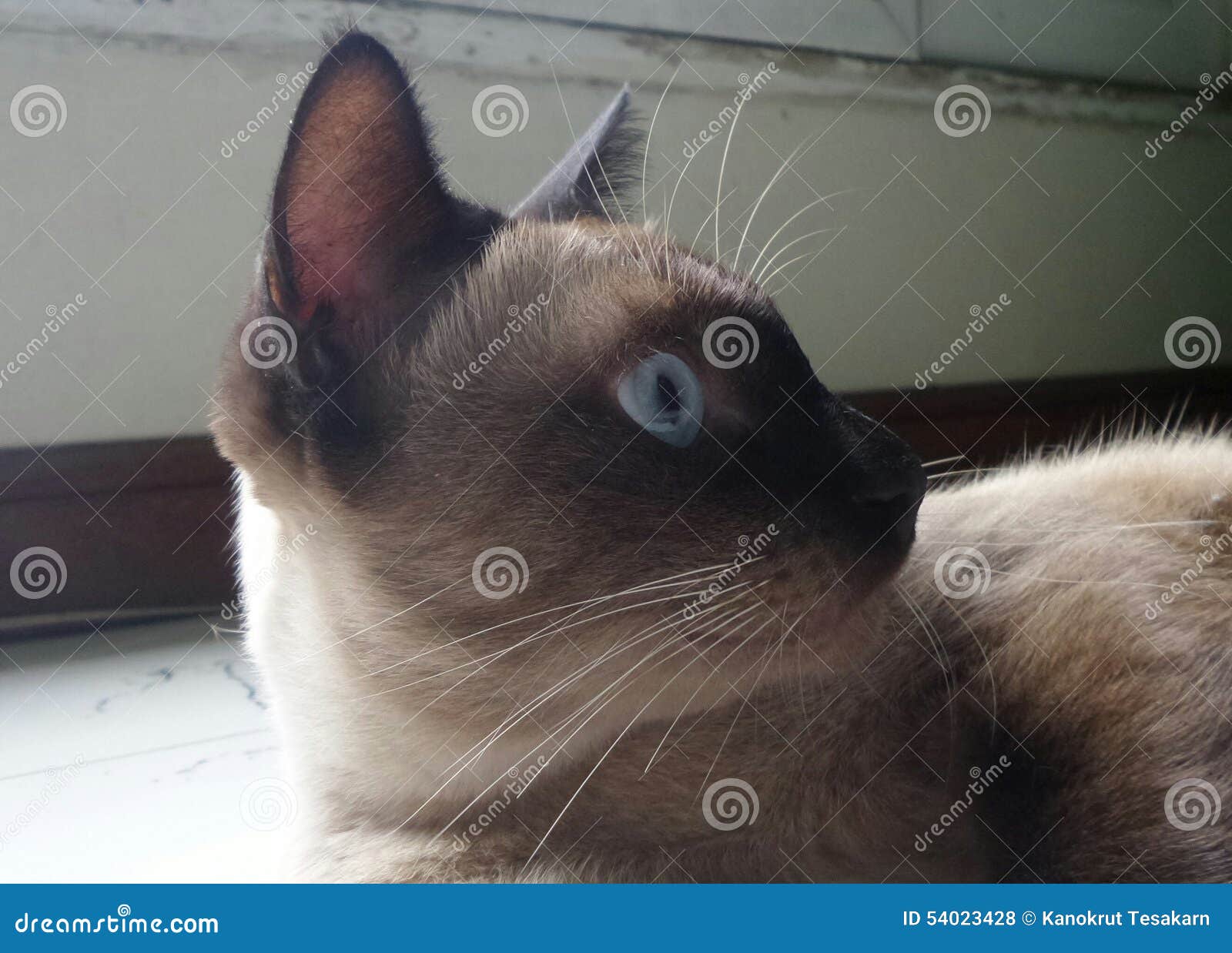 Alerted Wichienmaad Siamese Cat Stock Photo - Image of dark, homegrown ...