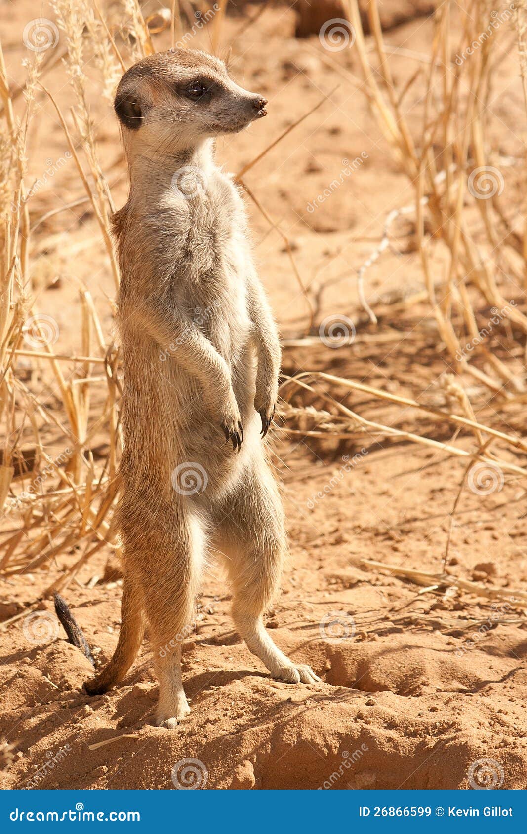 AlertSuricate (Meerkat) En Namibia Imagen de archivo - Imagen de estaca ...