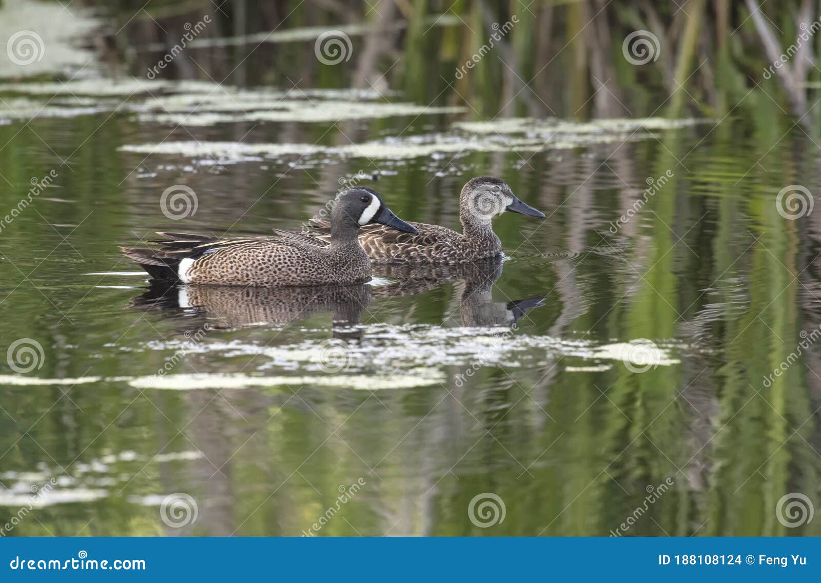 Aleta azul foto de archivo. Imagen de teal, riqueza - 188108124