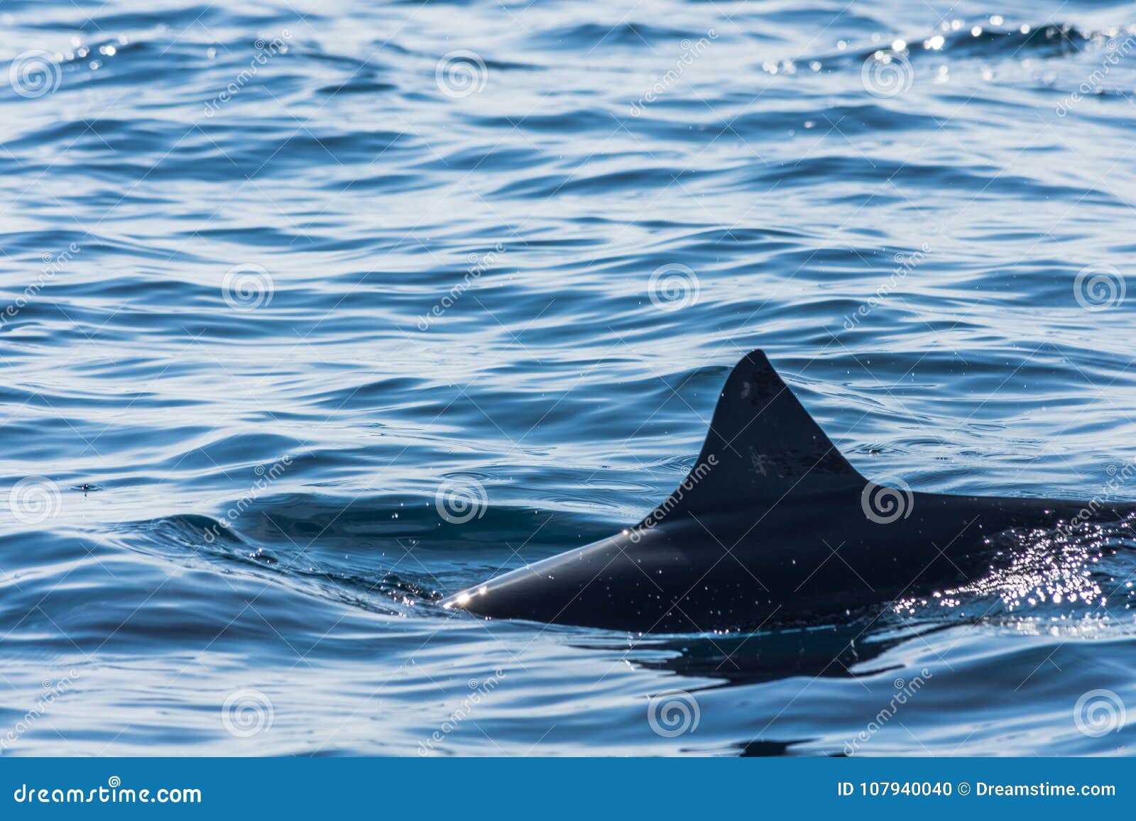 Aleta dorsal foto de stock. Imagem de aleta, aletas - 107940040