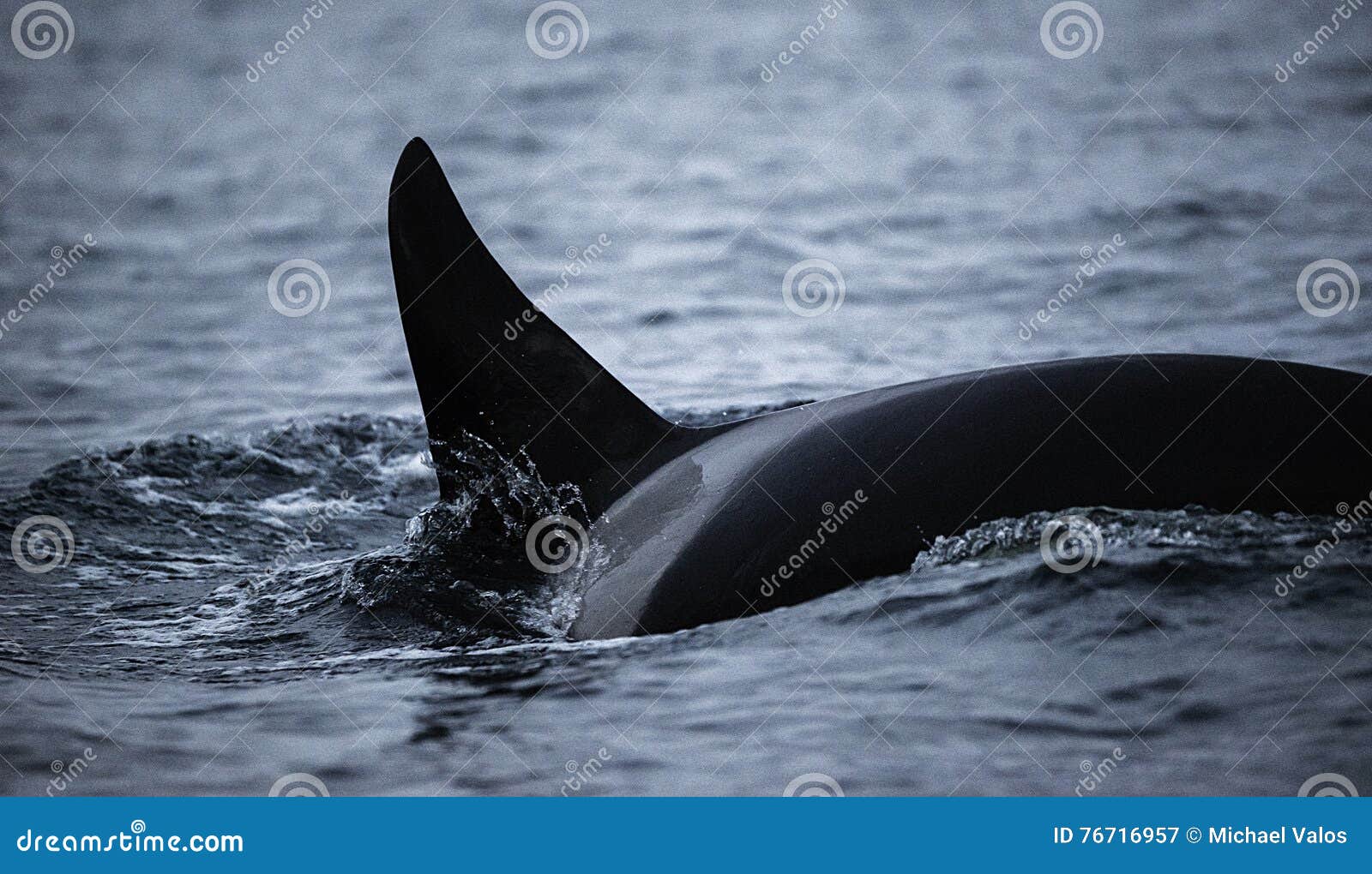 Aleta dorsal de una orca imagen de archivo. Imagen de dorsal - 76716957