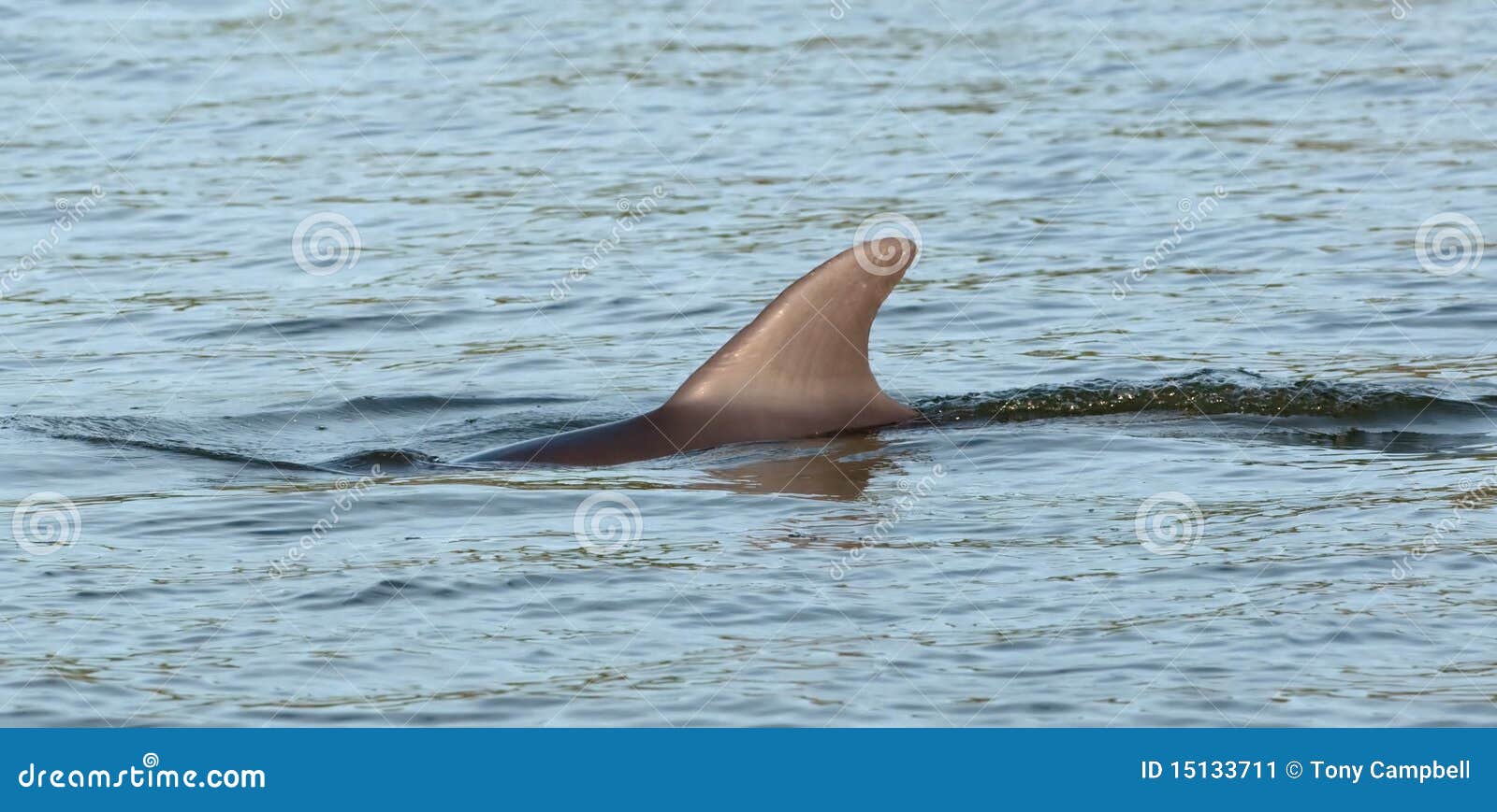 Aleta Dorsal Del Bottlenose Imagen de archivo - Imagen de dorsal, aleta ...