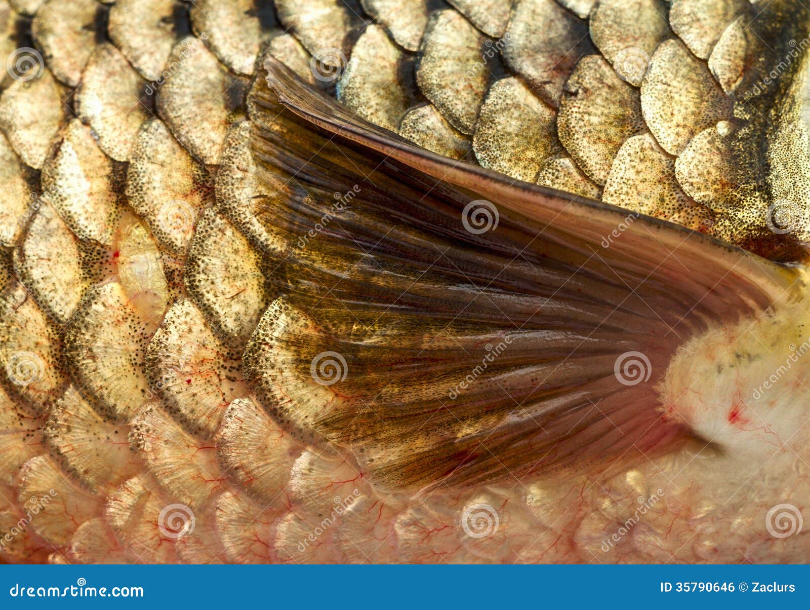 Aleta pectoral foto de archivo. Imagen de freshwater - 35790646