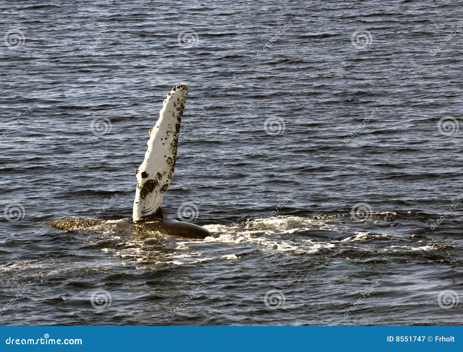 Aletta Della Balena Di Humpback Immagine Stock - Immagine di antartide ...