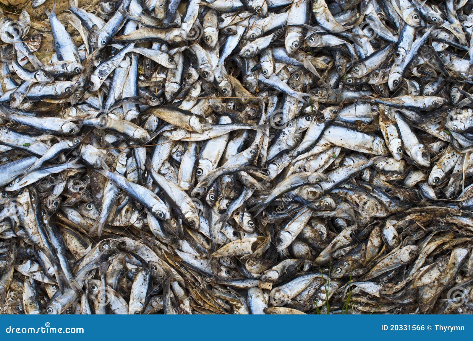 Alewives stock photo. Image of huron, species, annual - 20331566