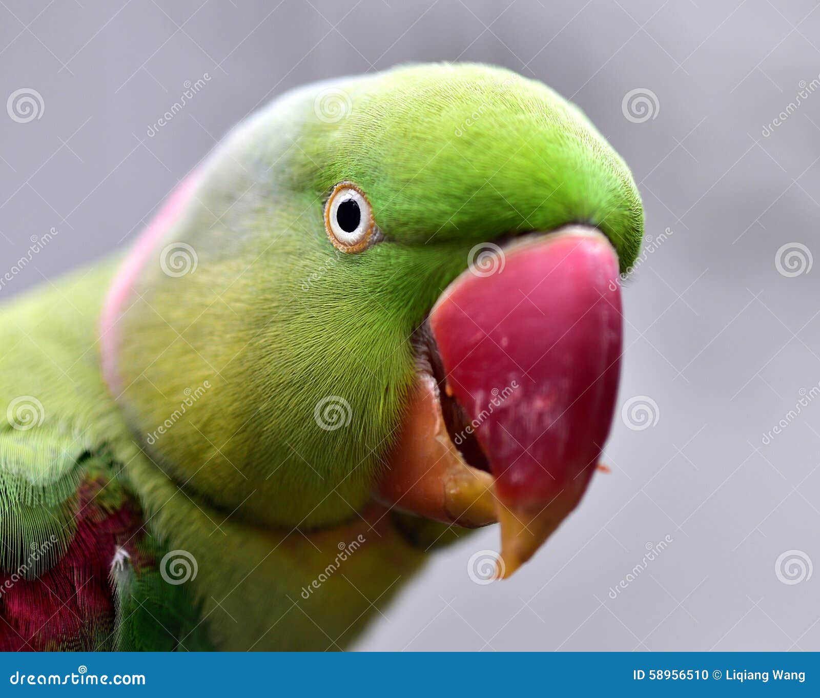 Alexandeine Parakeet stock photo. Image of trees, eyes - 58956510