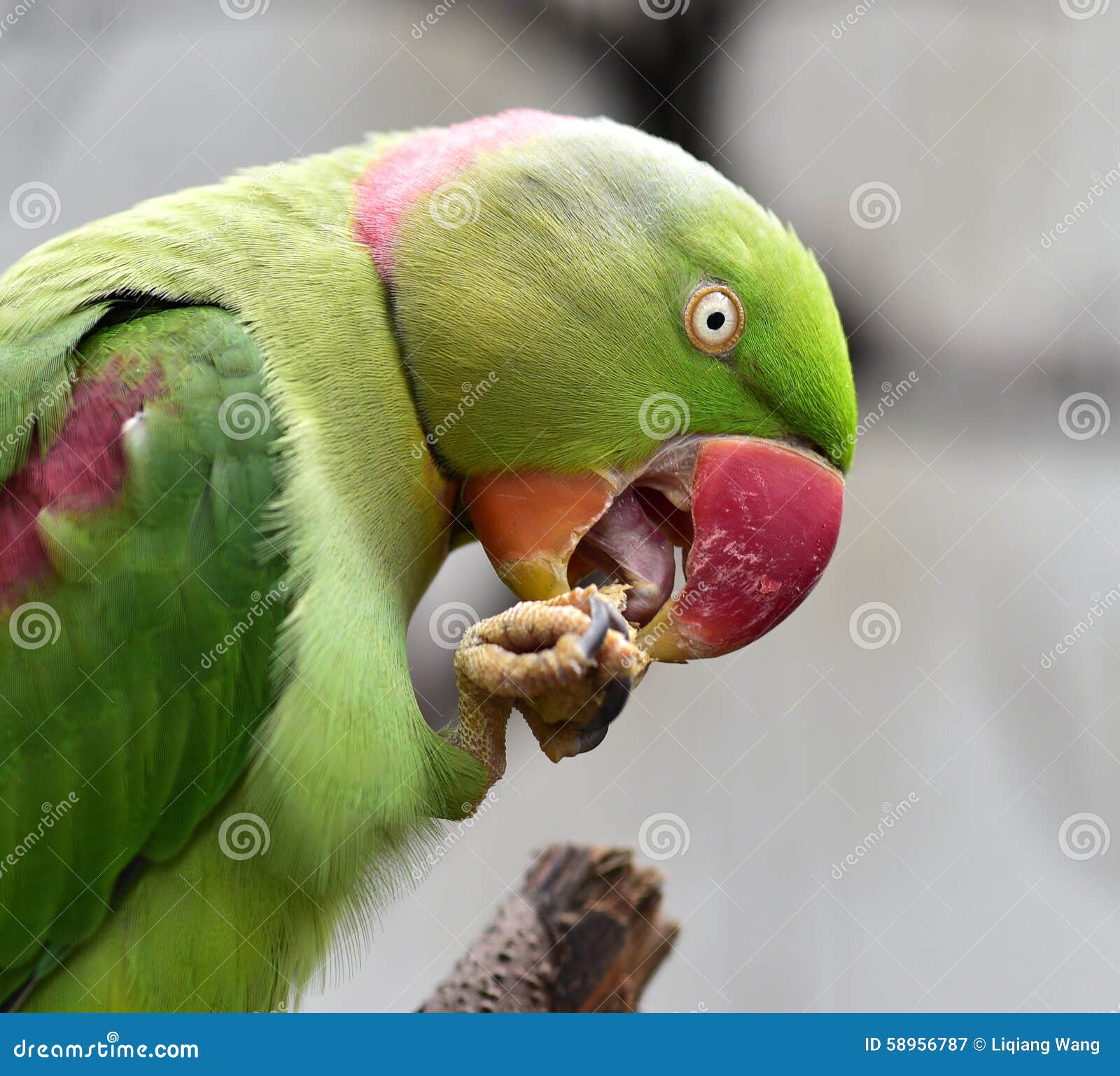 Alexandeine Parakeet stock image. Image of birds, landscape - 58956787