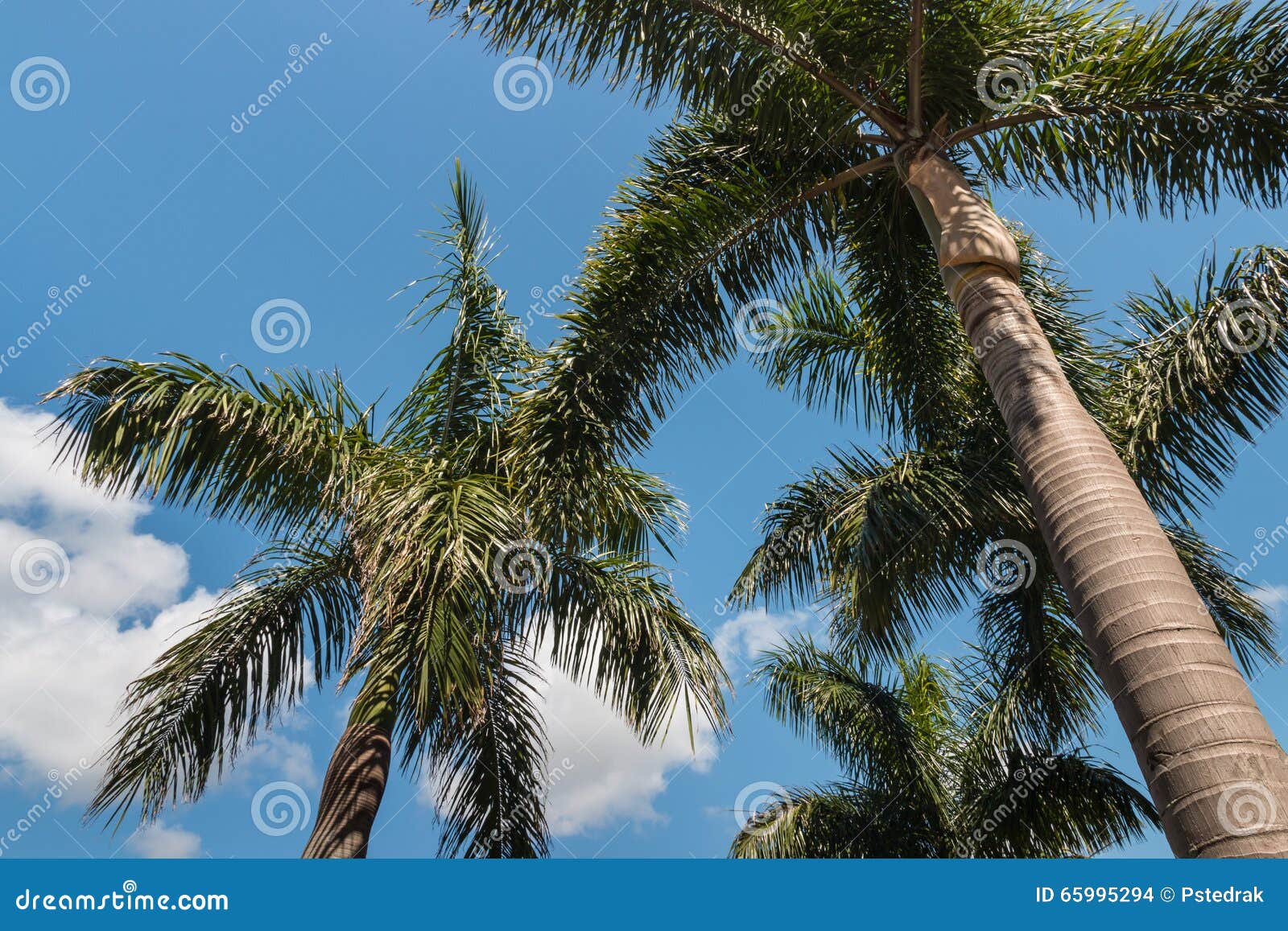Alexander Palm Trees Stock Photos - Download 42 Royalty Free Photos