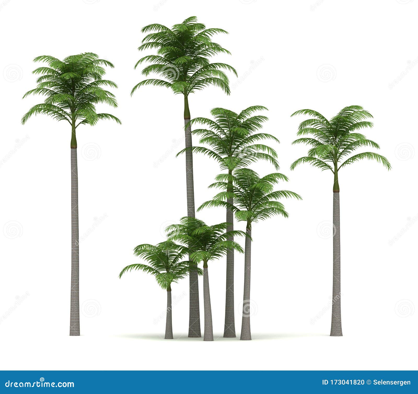 Alexander Palm Trees stock illustration. Illustration of tropical ...