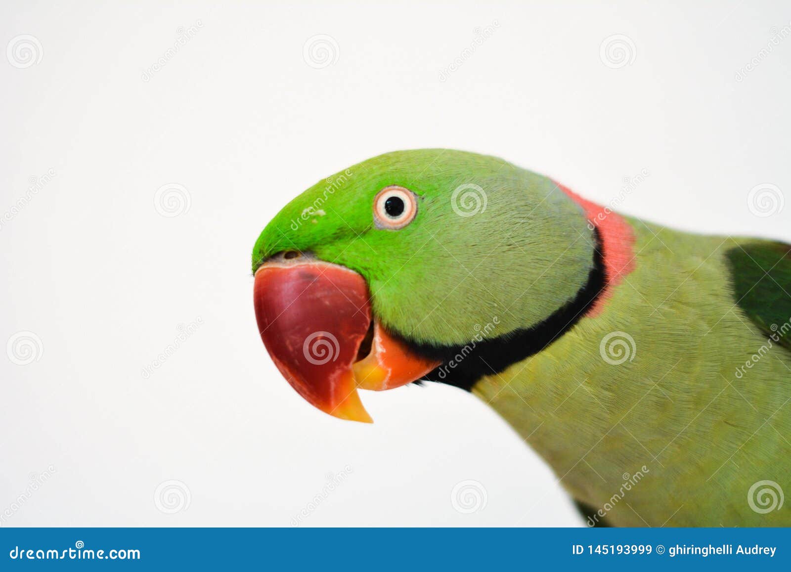 Psittacula Eupatria stock image. Image of nature, parrots - 145193999