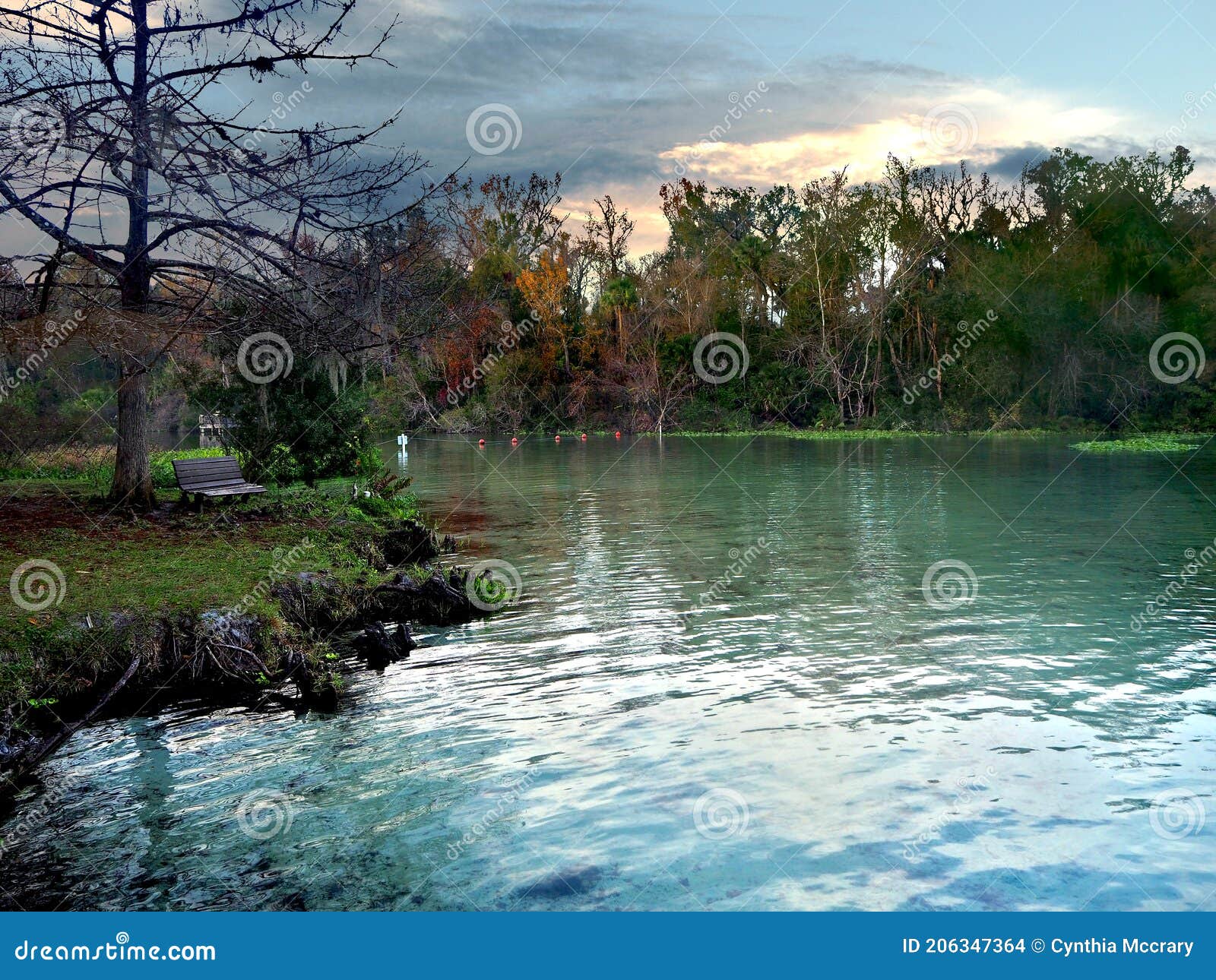 Alexander Springs in Ocala National Forest Stock Photo - Image of ...