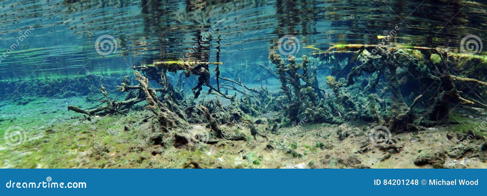 Alexander Springs Underwater Panoramic Stock Photo - Image of panoramic ...