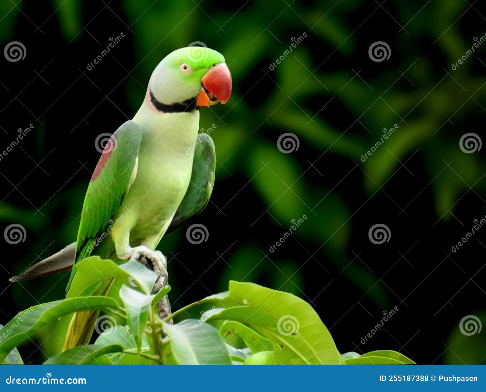 Alexandrian Parakeet in Natural Habitat Stock Photo - Image of flower ...