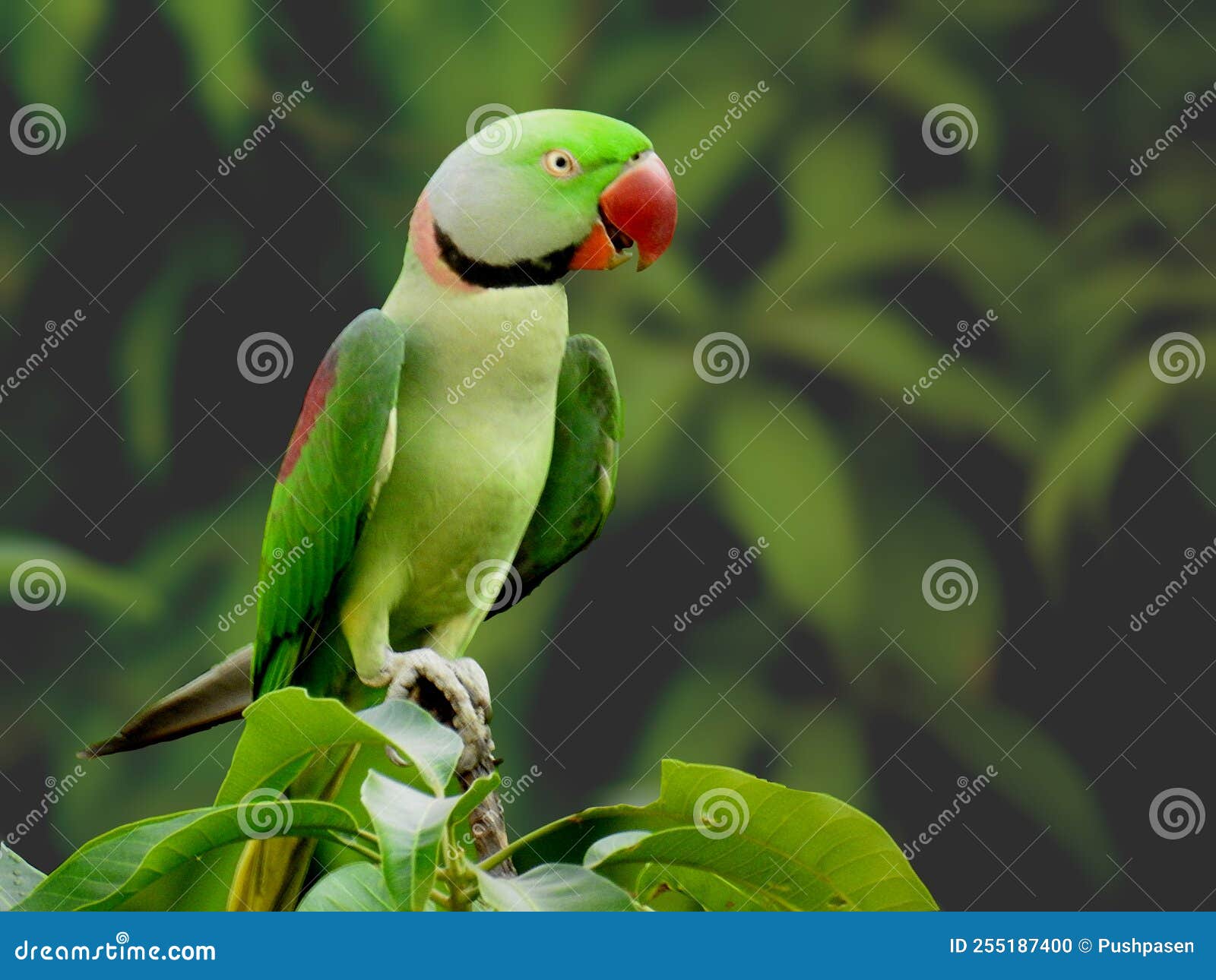 Alexandrian Parakeet in Natural Habitat Stock Photo - Image of flower ...
