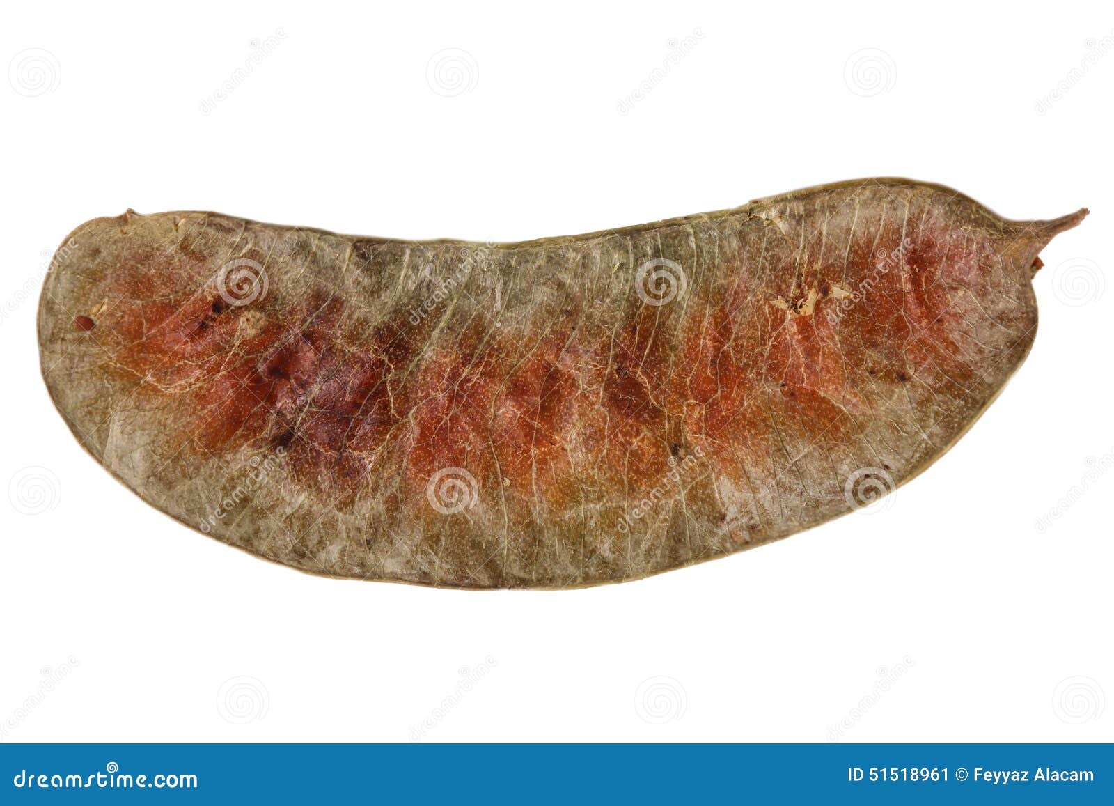 The Alexandrian Senna Pod on the White Background Stock Image - Image ...