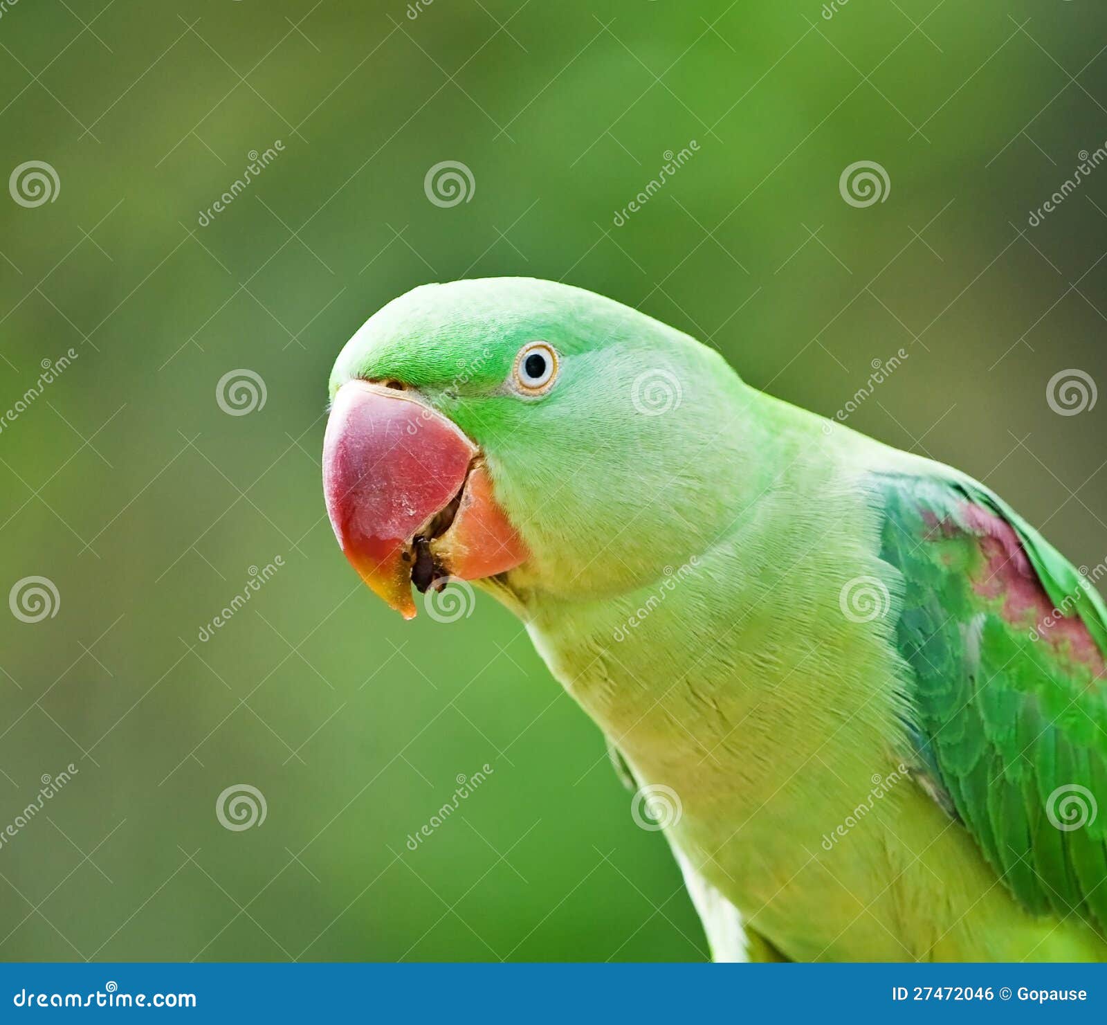 Alexandrine Parakeet stock photo. Image of nature, collection - 27472046