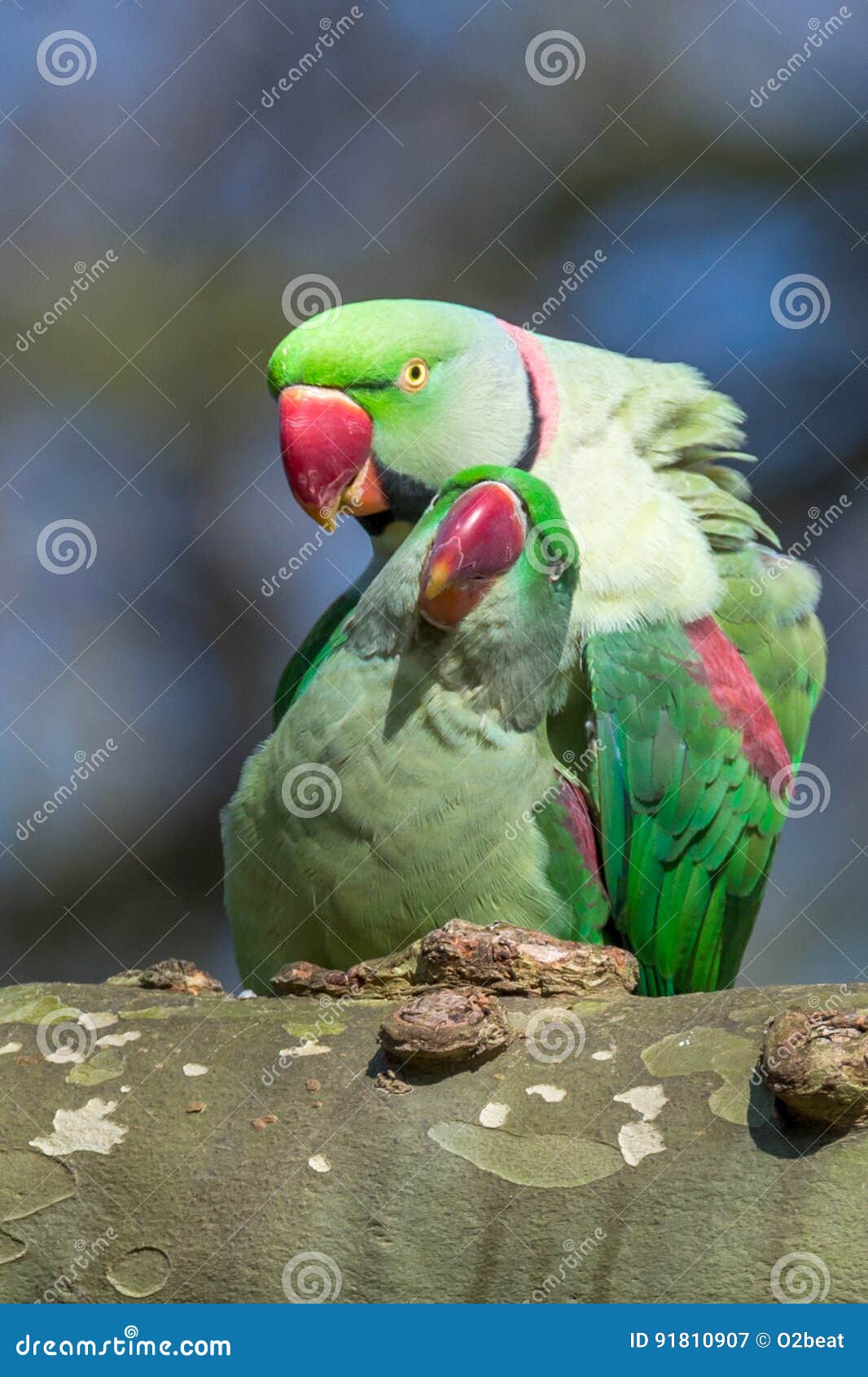 Alexandrine Parakeet or Alexandrian Parrot Stock Image - Image of ...