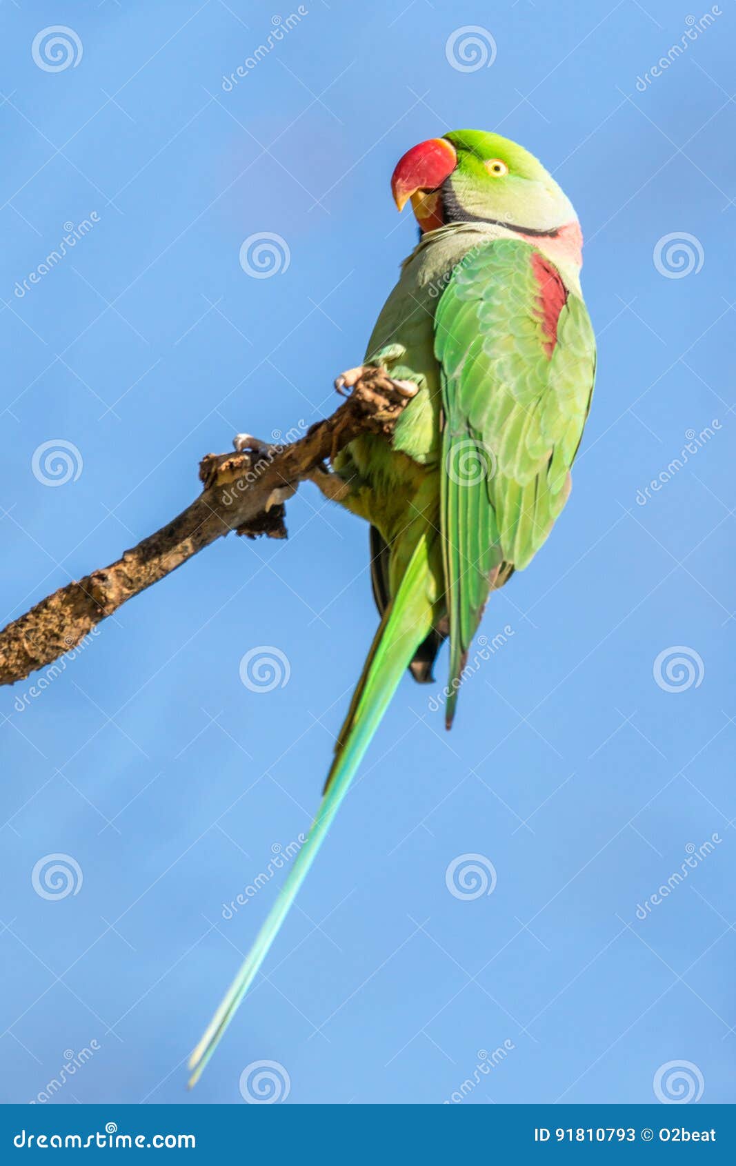 Alexandrine Parakeet or Alexandrian Parrot Stock Image - Image of ...