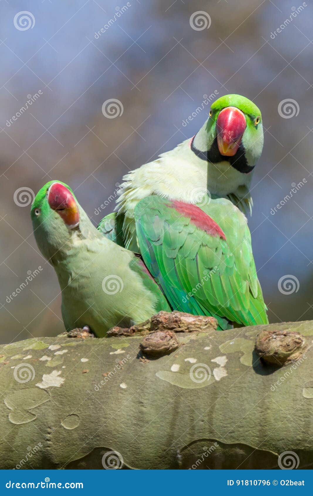 Alexandrine Parakeet or Alexandrian Parrot Stock Photo - Image of ...