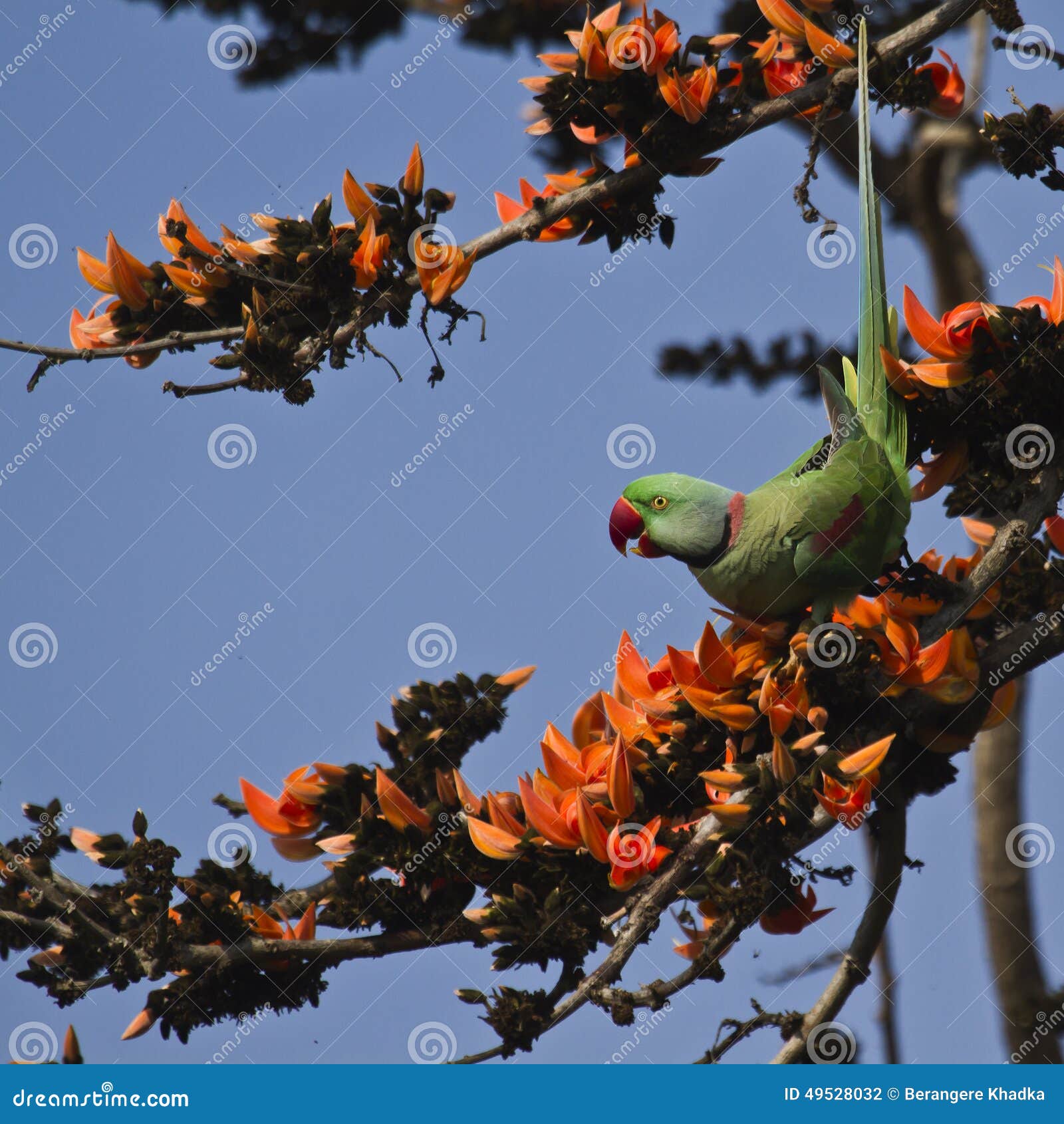 Alexandrine Parakeet Or Alexandrine Parrot Royalty-Free Stock Image ...