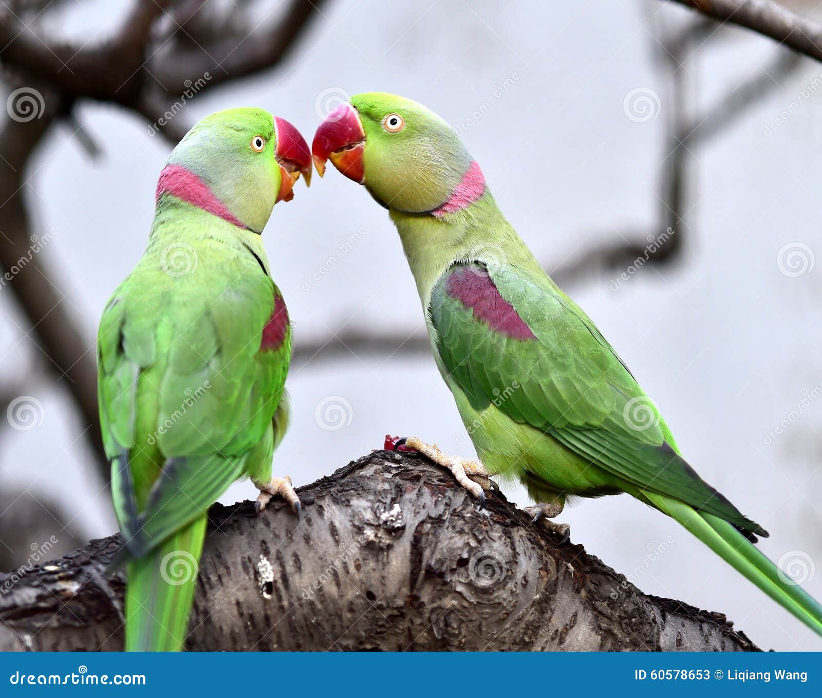 Alexandrine Parrot Wild