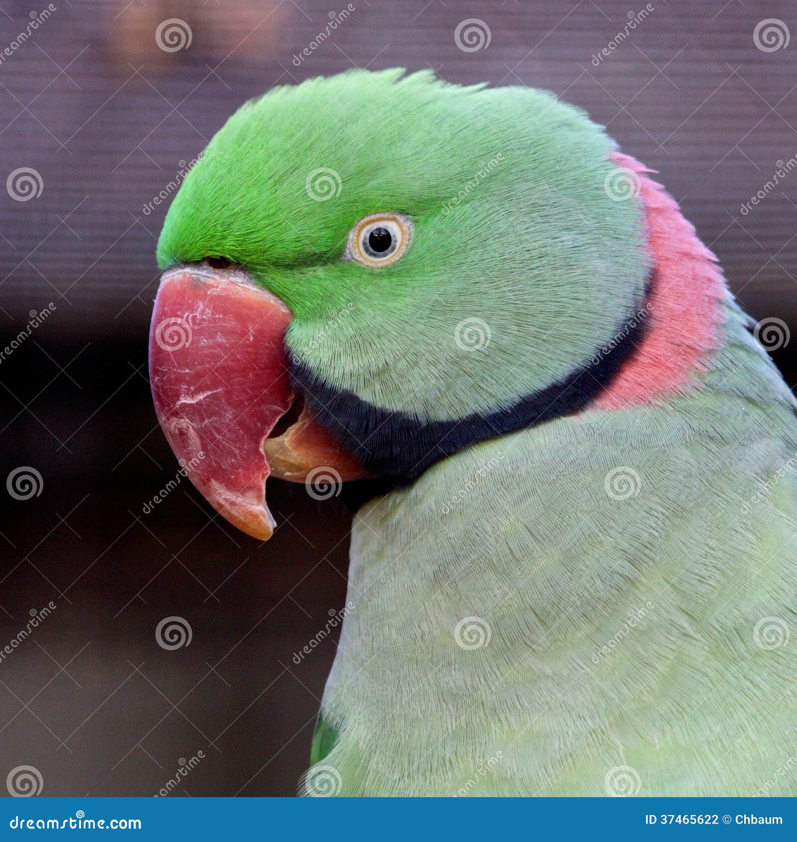 Alexandrine Parakeet Portrait Fotografia Stock - Immagine di femmina ...