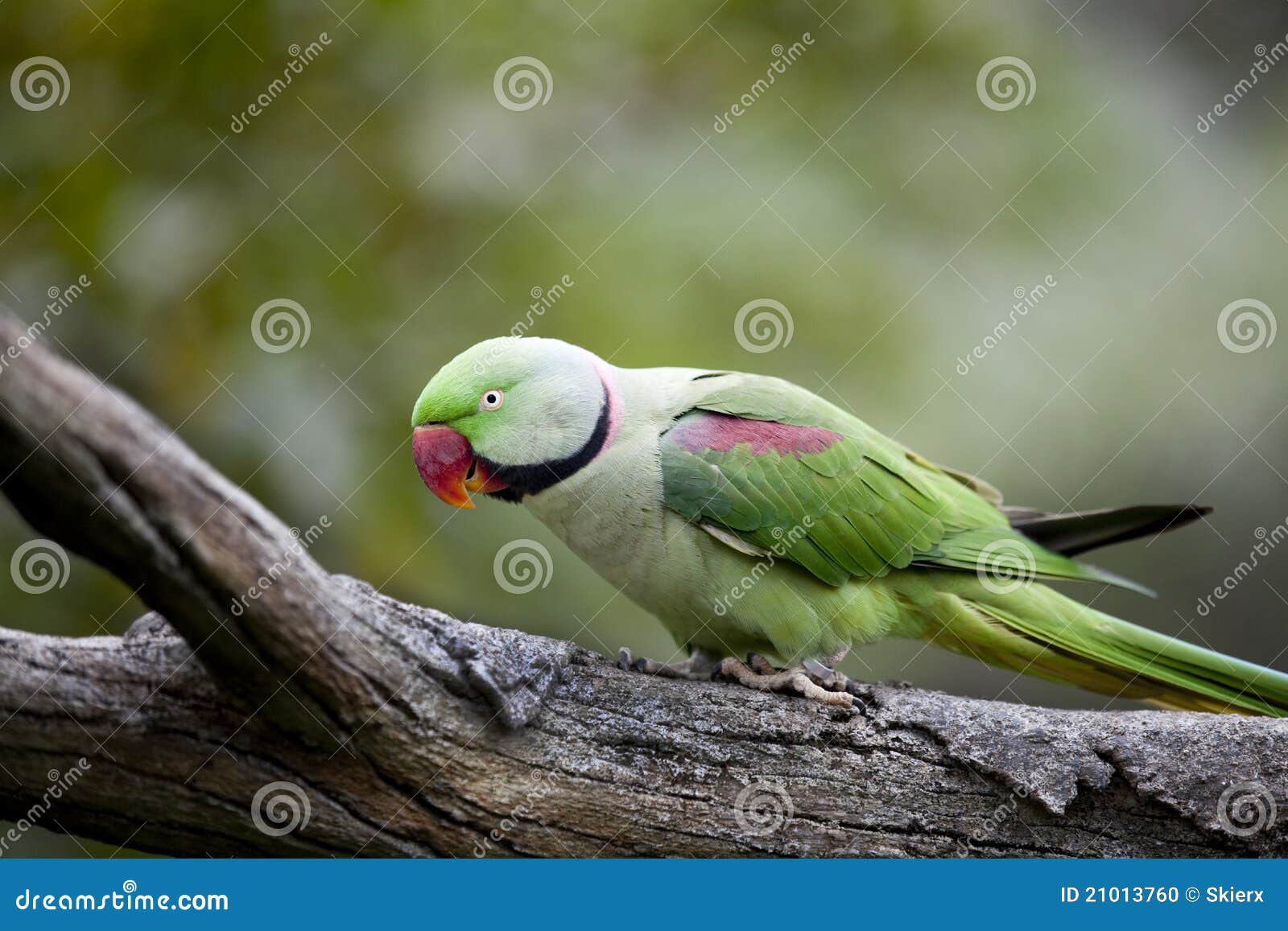 Alexandrine Parakeet (Psittacula Eupatria) Stock Photo - Image of ...