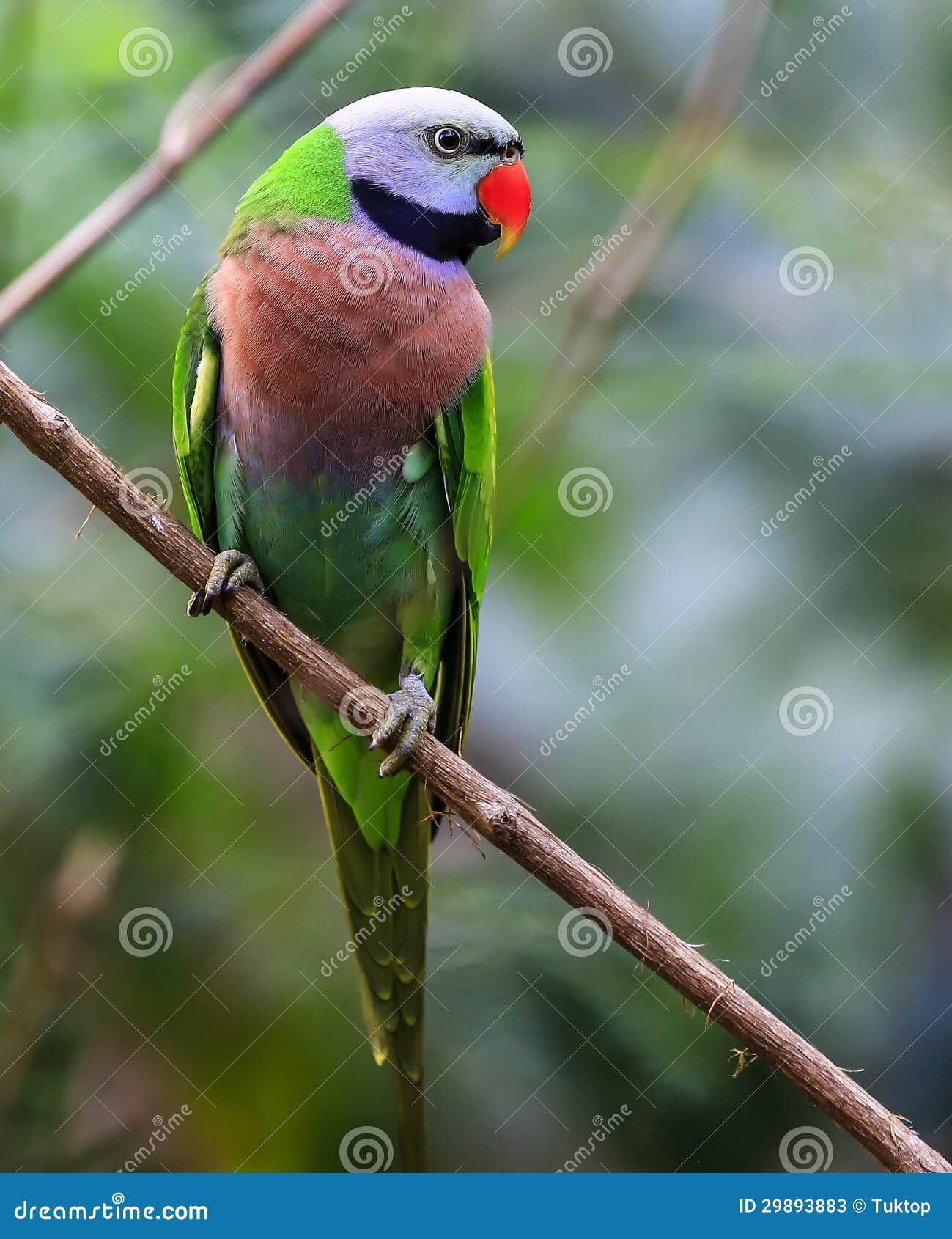 Alexandrine Parakeet ,Colorful Parrot Stock Image - Image of pretty ...